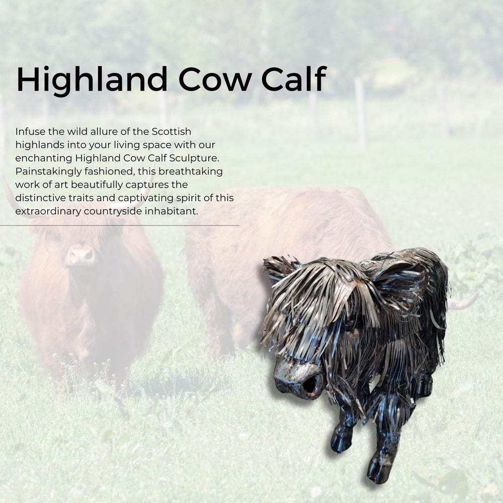 Highland Cow